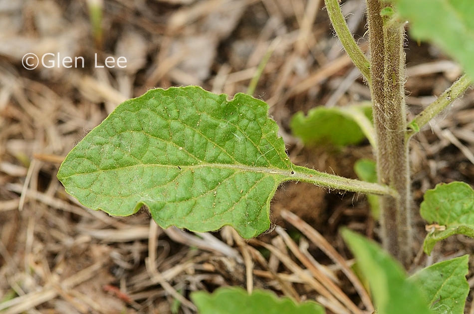 Leucophysalis grandiflora photos Saskatchewan Wildflowers